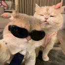 一直卡在hold on application shutdown - 技术问答 - Unity官方开发者社区